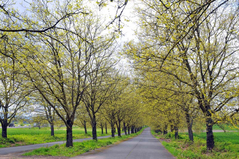Road stock photo. Image of green, fresh, quiet, yellow - 6527142