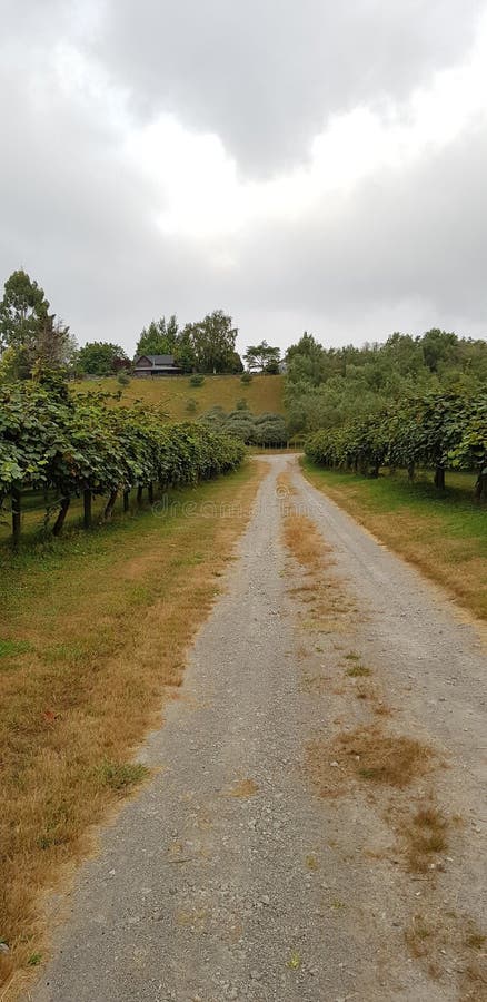 A road across a farm stock photo. Image of landscape - 220783346