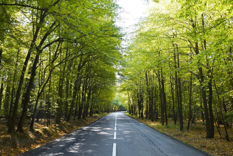 Road Across the Forest in Spring Stock Photo - Image of road, green ...