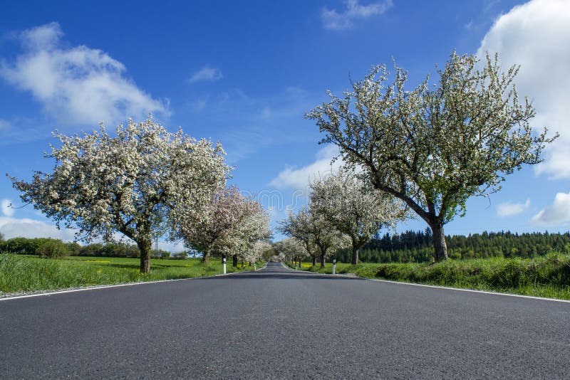 Road with Alley of Cherry Trees in Bloom Stock Photo - Image of arbor ...