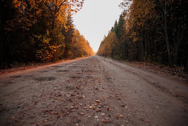 Road Along the Autumn Forest during the Daytime Stock Image - Image of ...