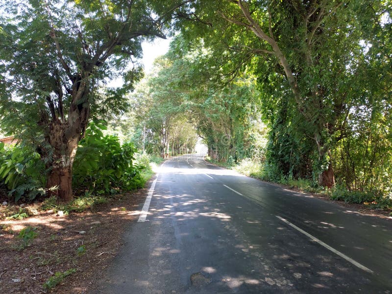 Road Along the Forest. from a Camera Driving through Beautiful Empty ...