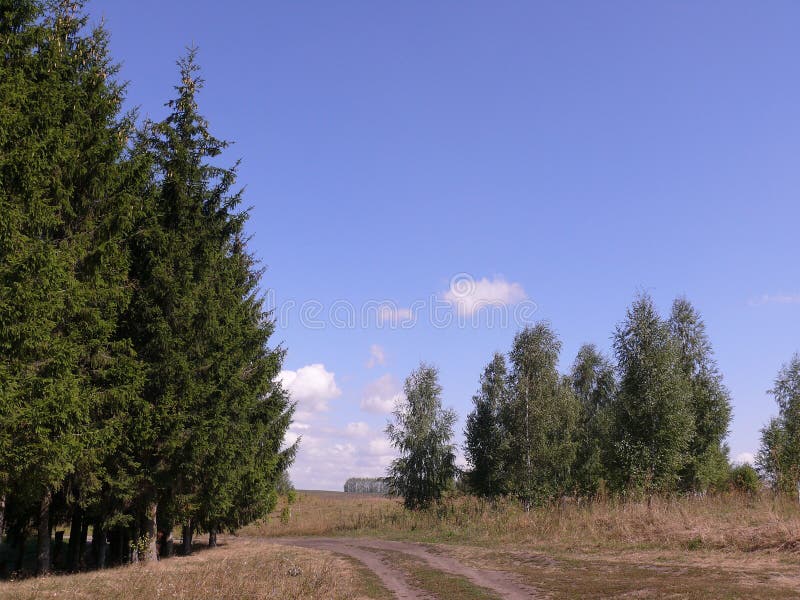 The Road Along the Forest, Leading into the Distance Stock Image ...