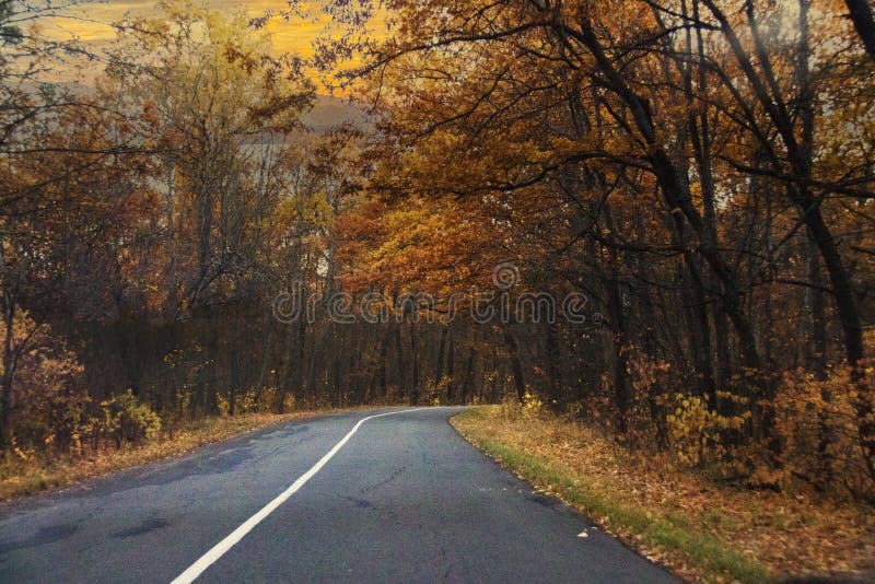 Road through Yellow Deciduous Forest Road for the Car Stock Photo ...