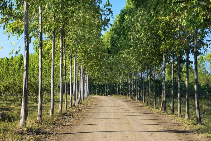 Road along with windbreak stock photo. Image of rural - 131808246