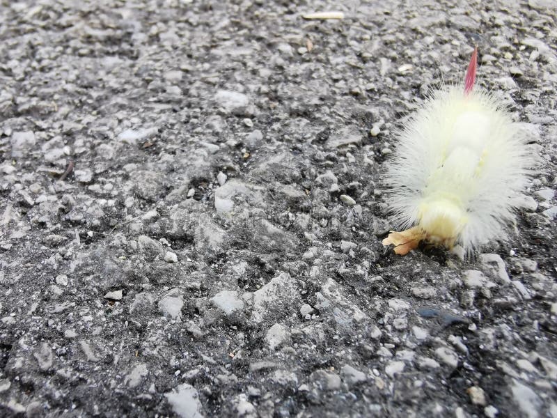 Road animal White stock photo. Image of wildlife, asphalt - 201205688