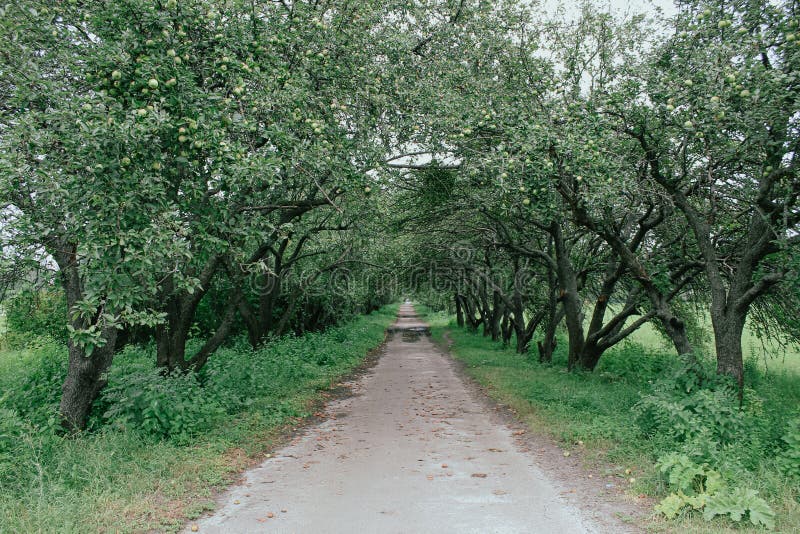 Road in apple garden stock image. Image of garden, grass - 255288239