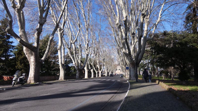 Road and Around the Edges of the Trees Stock Photo - Image of herb ...