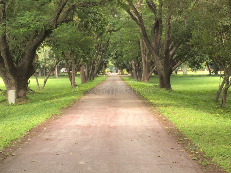 Road and around trees stock photo. Image of drive, endless - 187316926