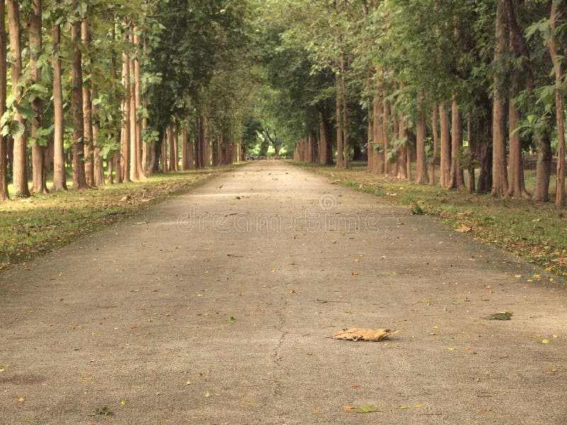 Road and around trees stock image. Image of road, range - 187316945