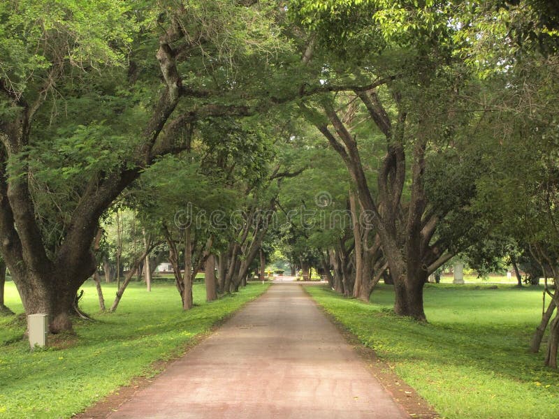 Road and around trees stock photo. Image of rural, gray - 188978684