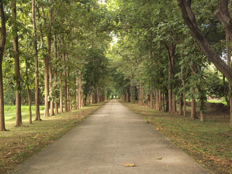 Road and around trees stock photo. Image of outdoors - 188638154