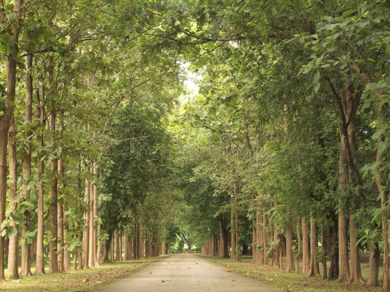 Road and around trees stock photo. Image of asphalt - 188649142