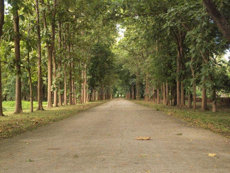 Road and around trees stock photo. Image of landscape - 188977240