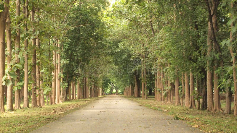 Road and around trees stock photo. Image of rural, gray - 188978684