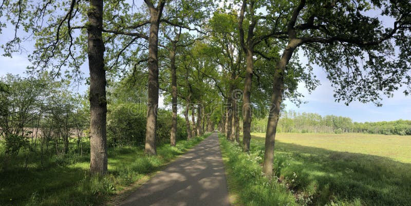Road around Zelhem stock photo. Image of europe, gelderland - 187253512