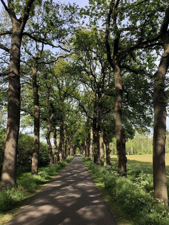 Road around Zelhem stock image. Image of gelderland - 187253625