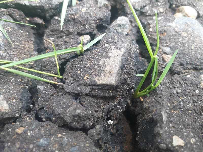 Road asphalt chunks stock photo. Image of crop, leaf - 204036262