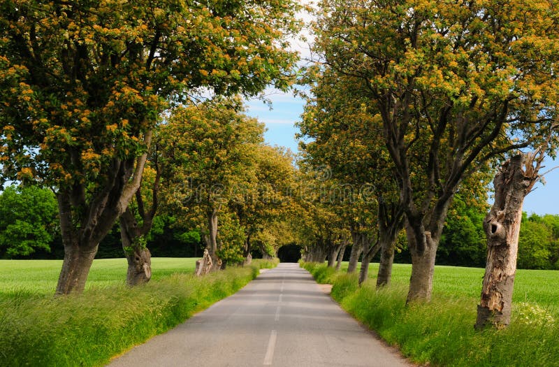 The Road in a Green Arch of Trees Stock Photo - Image of tunnel, arch ...
