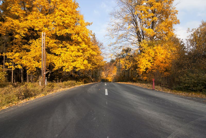 Road in autumn forest stock photo. Image of voyage, autumn - 26219910