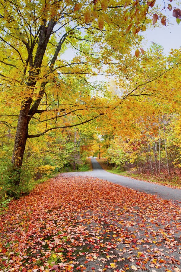 Road in autumn forest stock image. Image of environment - 27808229