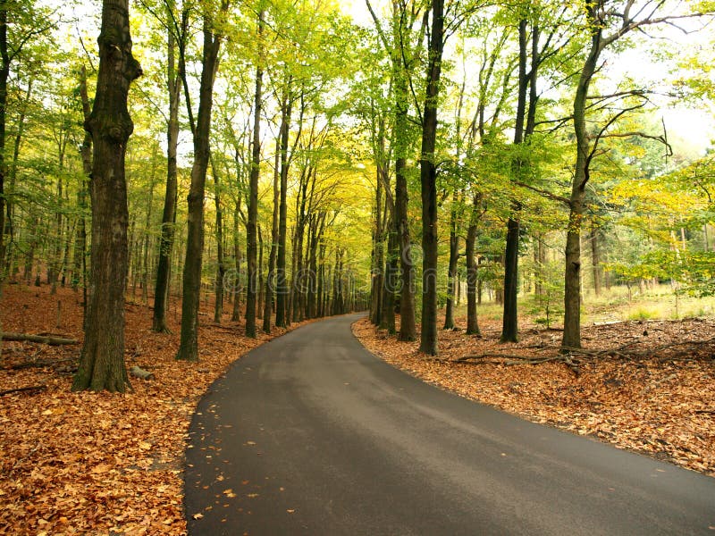 Beautiful Autumn Trees and Road Stock Image - Image of leaves, beauty ...