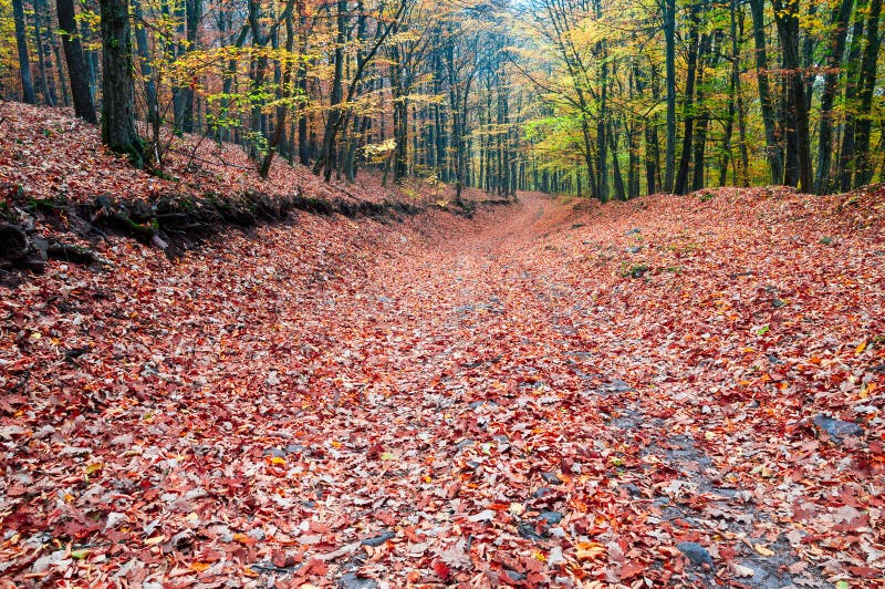 The Road in the Autumn Forest is Covered with Fallen Autumn Leaves ...