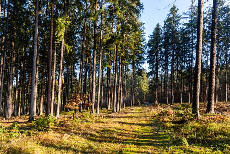 Road in Autumn Forest. Czech Republic Stock Image - Image of green ...