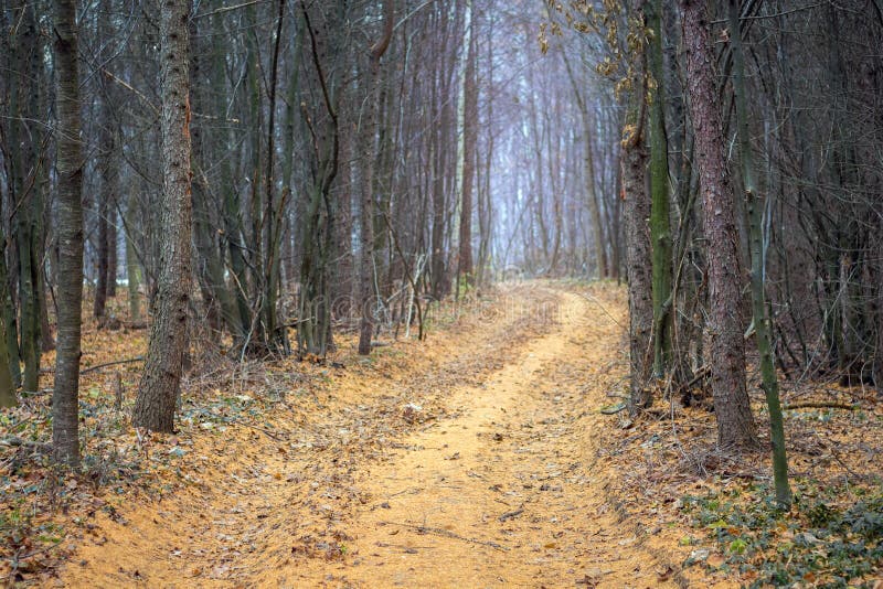 Road in the Autumn Forest among Dry Pine Trees_ Stock Photo - Image of ...