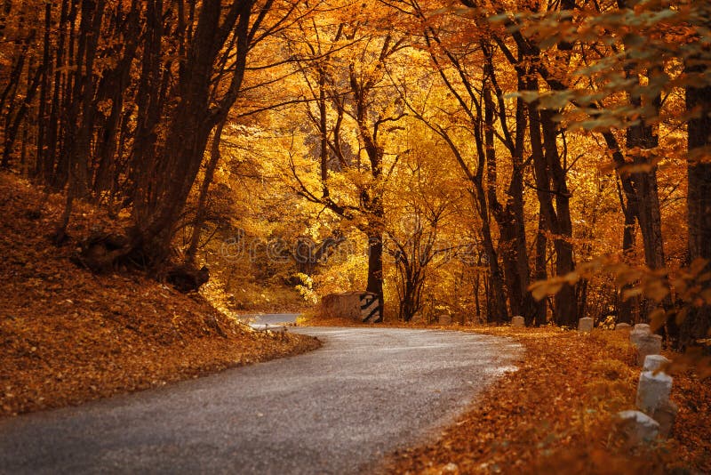 Road in the autumn forest stock photo. Image of beauty - 79802130