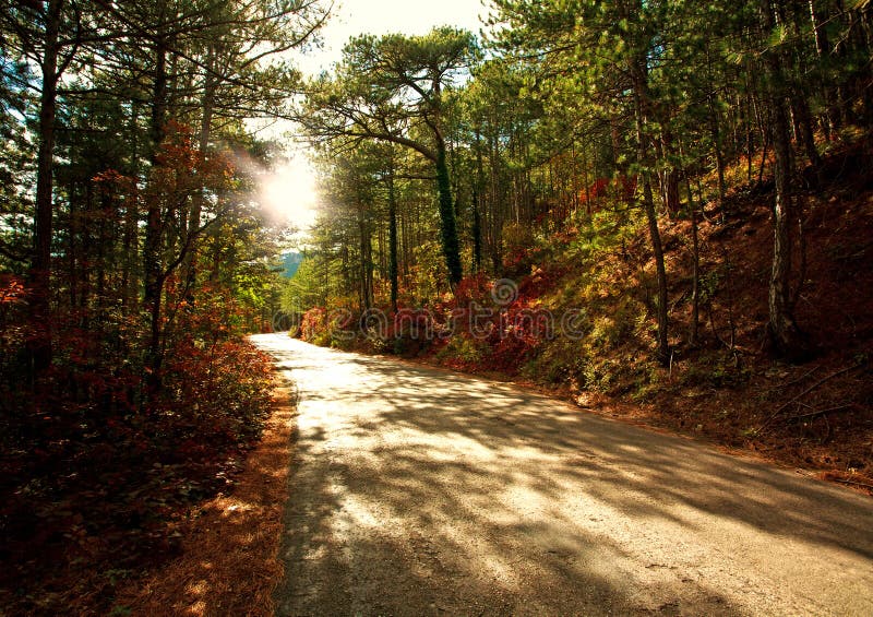 Road in Autumn Forest in Light of Setting Sun Stock Image - Image of ...