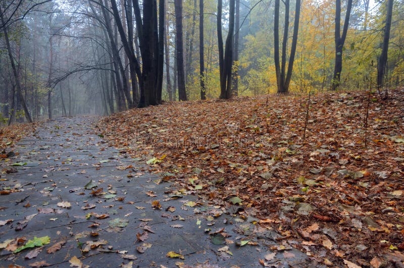 Road through Autumn Forest after Rain Stock Image - Image of outdoors ...