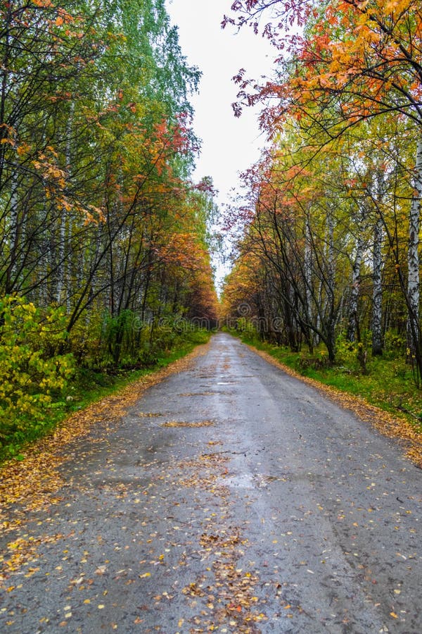 Road in Autumn Forest after Rain Stock Photo - Image of fall, landscape ...