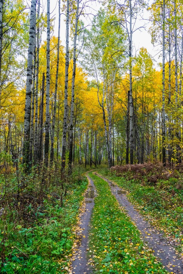 Road in Autumn Forest after Rain Stock Photo - Image of dirt, beautiful ...