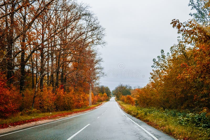 Road among the Autumn Forest and Yellow Trees Stock Image - Image of ...