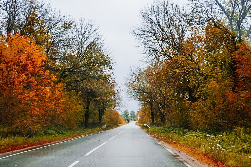 Road among the Autumn Forest and Yellow Trees Stock Image - Image of ...