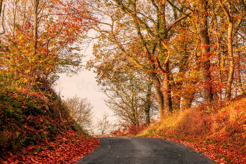 Road in autumn landscape stock photo. Image of foliage - 49466254