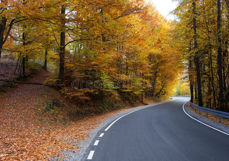 Road in autumn scenery stock photo. Image of tree, nature - 61465882