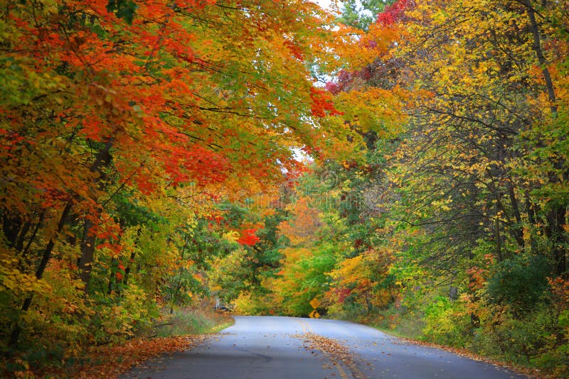 Road through autumn trees stock photo. Image of avenue - 45911628