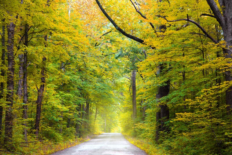 Road through autumn trees stock photo. Image of birch - 77308456