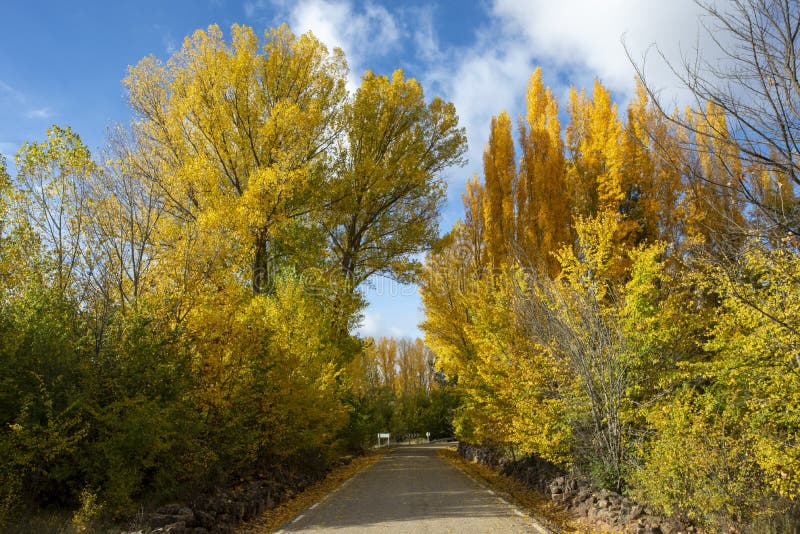 Road with Autumn Trees in Soria, Castilla Leon Stock Photo - Image of ...