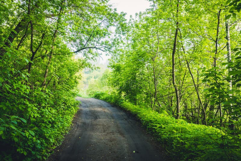 Road through Beautiful Forest Stock Image - Image of beautiful, nature ...