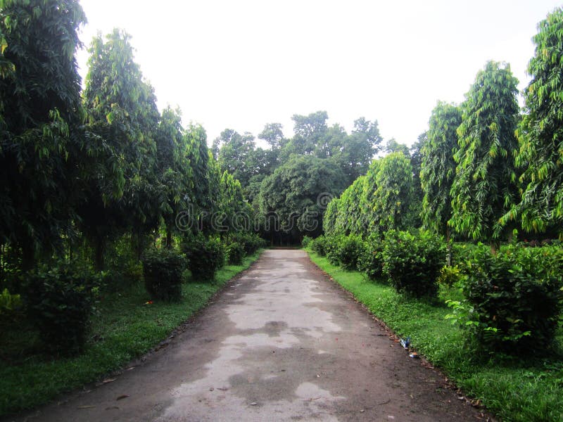 Road in the Beautiful Garden. Beautiful Road with Trees Stock Photo ...
