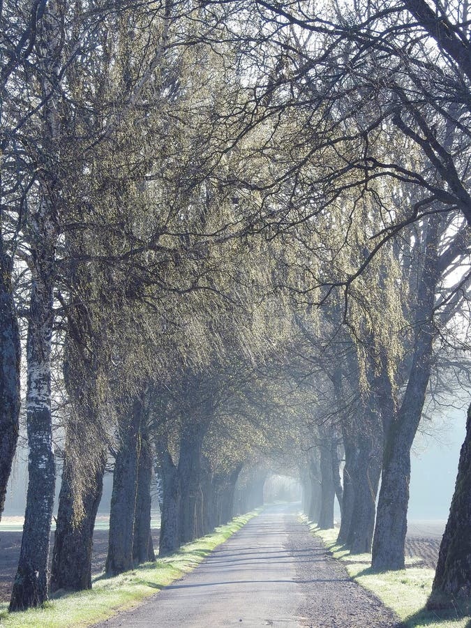 Row of Colorful Spring Trees Stock Image - Image of lining, leafy: 14298047
