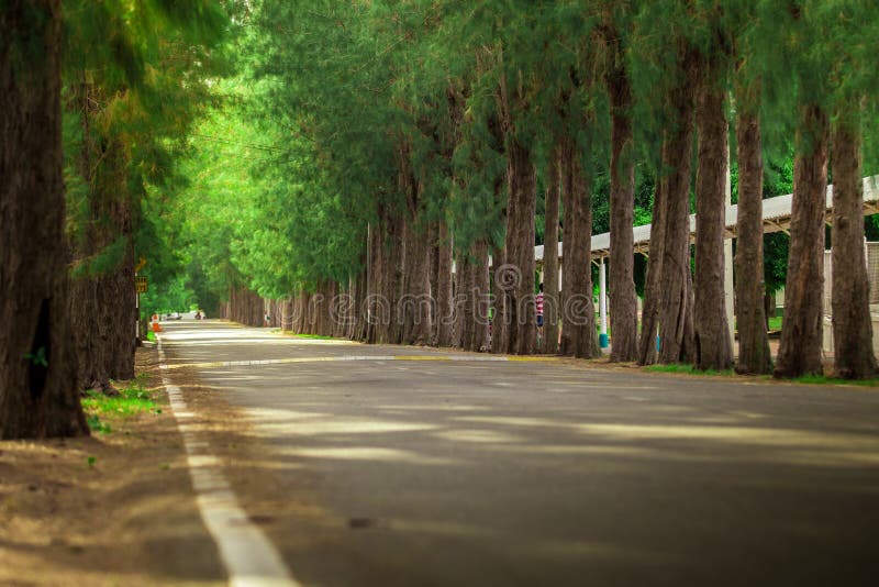 Road between Beautiful Tree Stock Image - Image of road, beauty: 56359007
