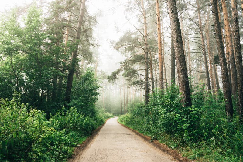 Road through Beautiful and Foggy Forest Stock Image - Image of leaves ...