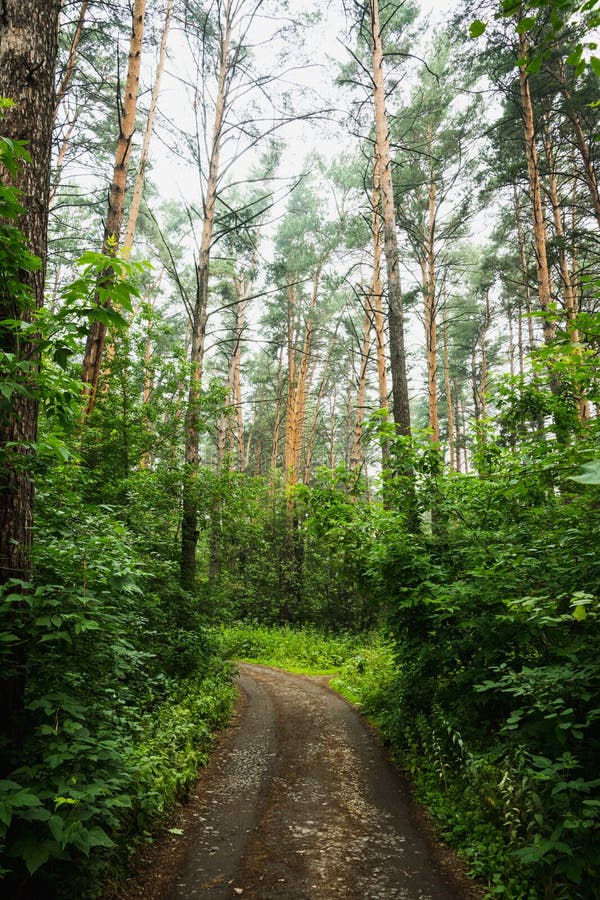 Road through Beautiful and Foggy Forest Stock Photo - Image of ...