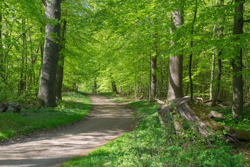 A Road in a Beech Forest in Spring, Denmark Stock Image - Image of path ...