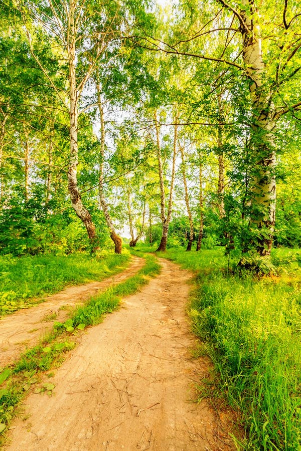 Green Forest with Pathway and Sun Light Stock Photo - Image of branch ...