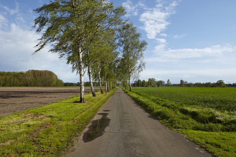 Road with Birch Trees in Front of a Blue Sky Stock Image - Image of ...